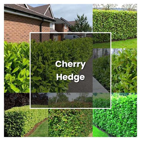 How To Grow Cherry Hedge Plant Care And Tips Norwichgardener
