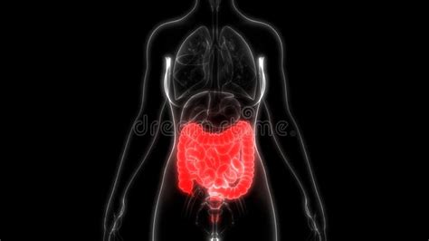 Human Body Internal Organs Digestive System Large And Small Intestine