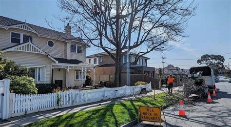 Tree Pruning Service 130 5 Star Reviews