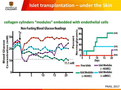 Research In T1d Cumming School Of Medicine Department Of Paediatrics