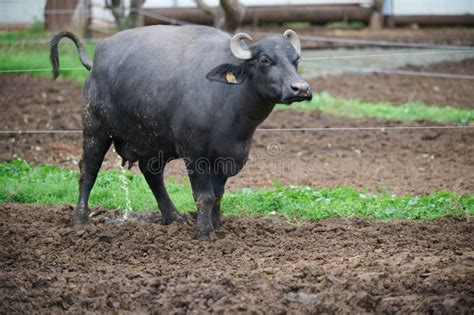 A Large Water Buffalo On A Grassy Farm Under The Trees In The Afternoon