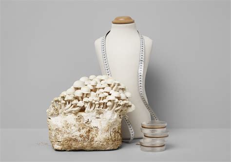 Key Conversations Seamless Production With Mushroom Mycelium Munique