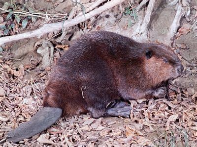 Beaver Rodent Britannica
