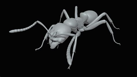 Brachyponera Chinensis Download Free 3d Model By Tunosemi D5b2cb3