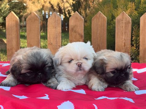 قیمت و خرید سگ باشگاه اطلس دام پارسیان