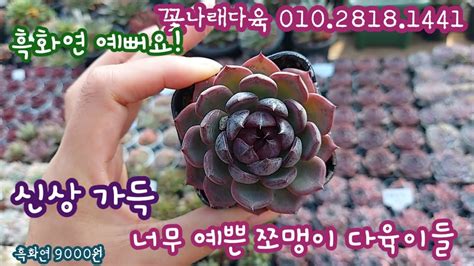 오늘은 쪼맹이만 모아서 소개해요 대~박입니다 꽃나래다육 01028181441 💕 유료광고포함 Youtube