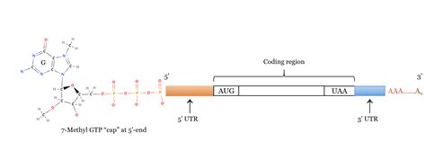Nucleotide Modified Mrna Rna Boc Sciences