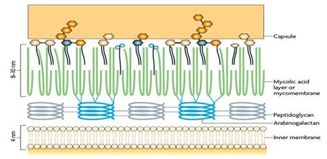 Schematic Representation Of The Cell Envelope Of Mycobacterium