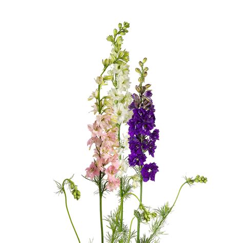 Larkspur Assorted Sami Sacha Flowers