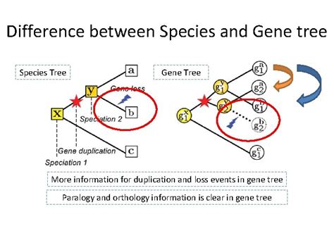Automatic Genomewide Reconstruction Of Phylogenetic Gene Trees Ilan