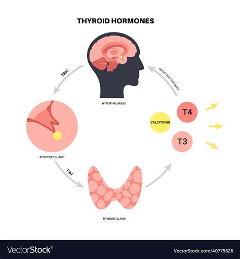 Thyroid Hormones Chart