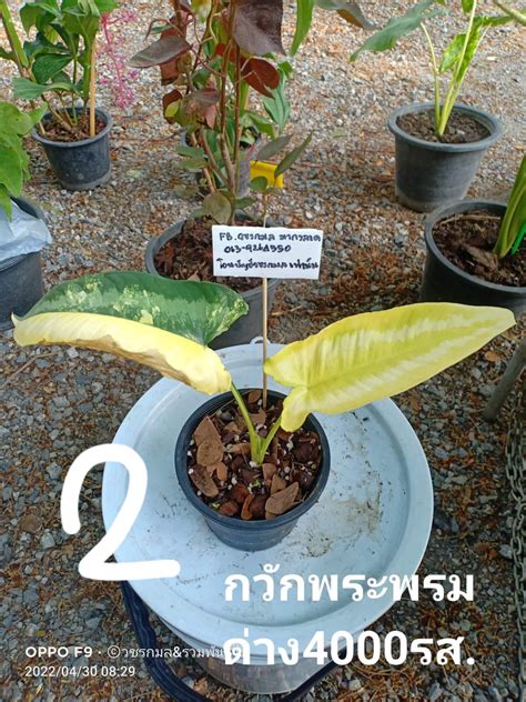 กวักพระพรมด่างไม้แรร์ใบมีตำห รวมพันธุ์ไม้แปลกทุกสายพันธุ์