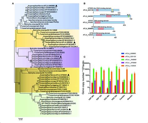 Apses Transcription Factor In A Flavus A Phylogenetic Analysis Of Download Scientific