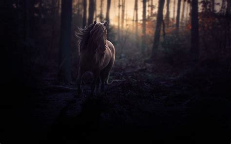 Girl Forest Wallpapers Top Free Girl Forest Backgrounds Wallpaperaccess