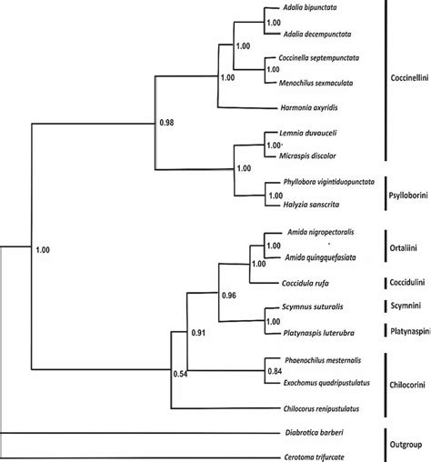 mr bayes posterior bootstrap phylogeny inferred from itsi gene region