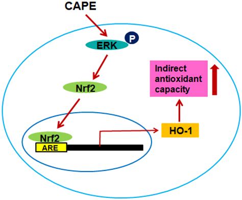 Ijms Free Full Text Nrf2 Mediated Ho 1 Induction Coupled With The