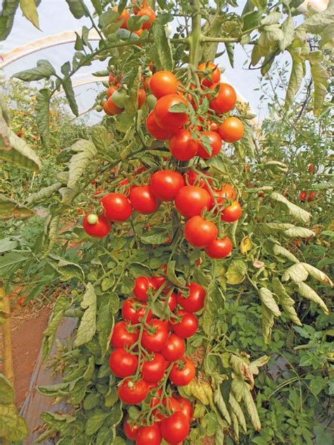 Choosing The Right Nitrogen Type Read This Story On