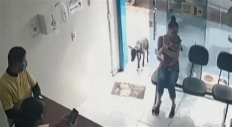 Perrito Con Patita Lastimada Llega A Pedir Ayuda A Veterinaria El