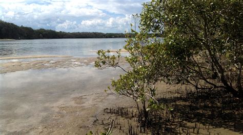 Ecuadorian Shrimp Farming And Sustainable Practices A Story Sort Rite