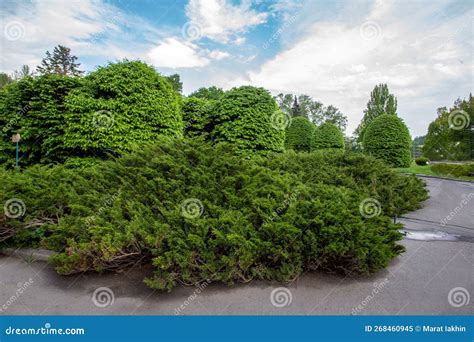 Cossack Juniper Juniperus Sabina L Green Fruit Stock Image