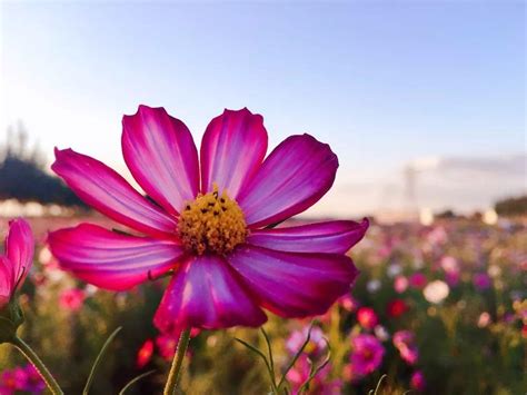 格桑花种植时间及种植方法图解 知乎