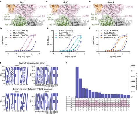 Structure Guided Engineering Of Immunotherapies Targeting Trbc1 And