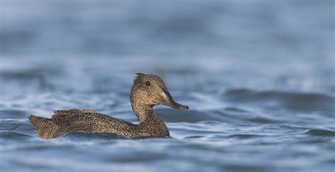 Definitive Guide To Freckled Duck Facts Habitat Conservation Status