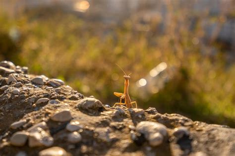 Premium Photo Female European Mantis Or Praying Mantis Mantis