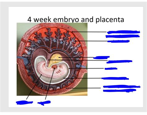 4 Week Embryo And Placenta Quiz