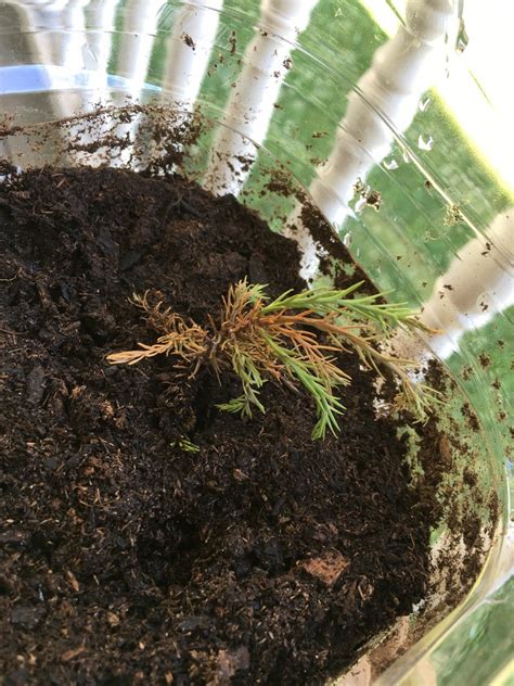 Emergency Help Needed With Giant Sequoia Sapling