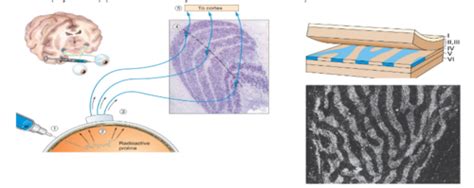 33 Visual System Striate And Association Cortex Flashcards Quizlet