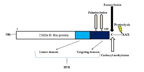 Protein Structure Of 21 Kda H Ras With Its Hypervariable Region Hvr