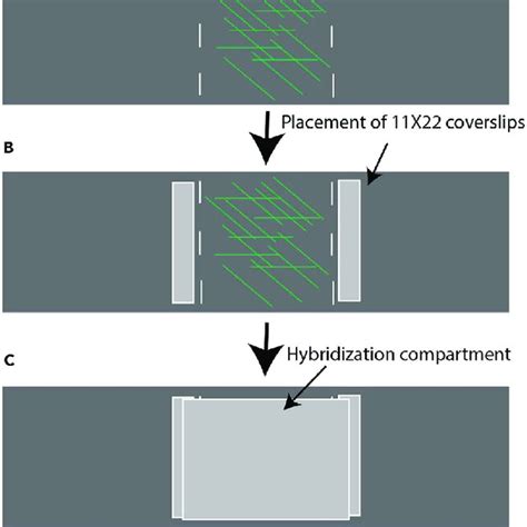 Assembly Of The Hybridization Compartment A Add Hybridization Buffer Download Scientific