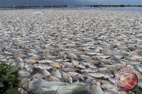 350 Ton Ikan Keramba Di Danau Maninjau Mati Mendadak ANTARA News