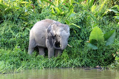 Gajah Pygmy Borneo Borneo Malaysia Asia Foto Stok Unduh Gambar