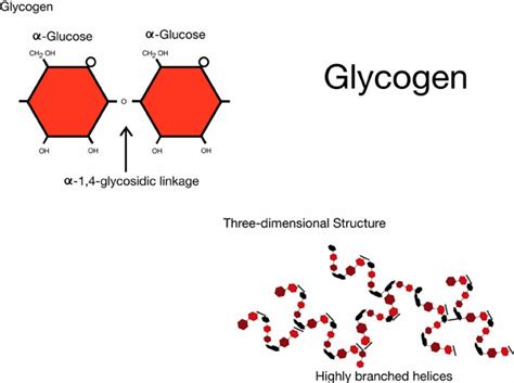 Simple Glycogen Structure
