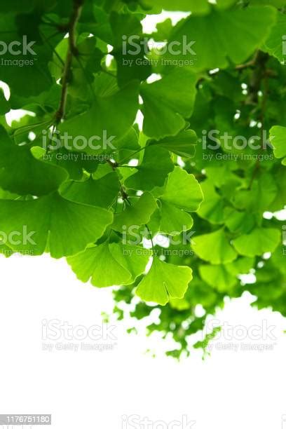 나무에 은행나무 Biloba 녹색 잎 은행나무 빌로바 나무 는 밝은 하늘에 나뭇잎 0명에 대한 스톡 사진 및 기타 이미지 0