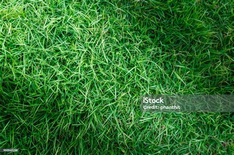 잔디 질감 또는 잔디 배경 골프 코스에 대 한 녹색 잔디 축구 필드 또는 스포츠 배경 컨셉 디자인 자연 녹색 잔디입니다 0명에 대한 스톡 사진 및 기타 이미지 Istock