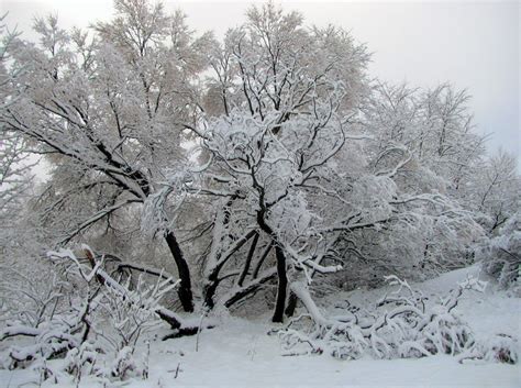 Free Images Tree Branch Flower Frost Ice Weather Covered