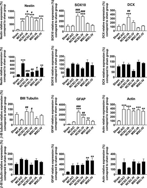 Relative Expression Of Nestin Sox10 Doublecortin Dcx β‐iii