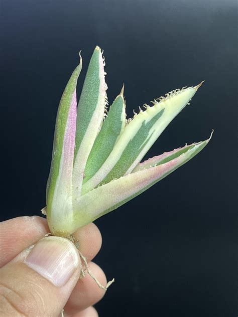 Yahoo オークション No E58多肉植物アガベチタノタスナグルトゥース