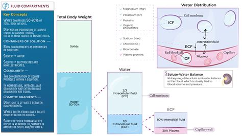 Advanced Anatomy And Physiology Body Water Compartments Ditki Medical