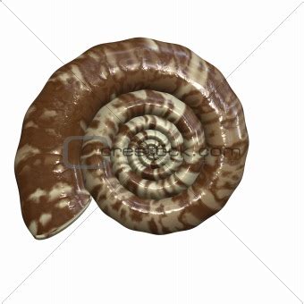 Image Spiral Shaped Shell Fossil From Crestock Stock Photos