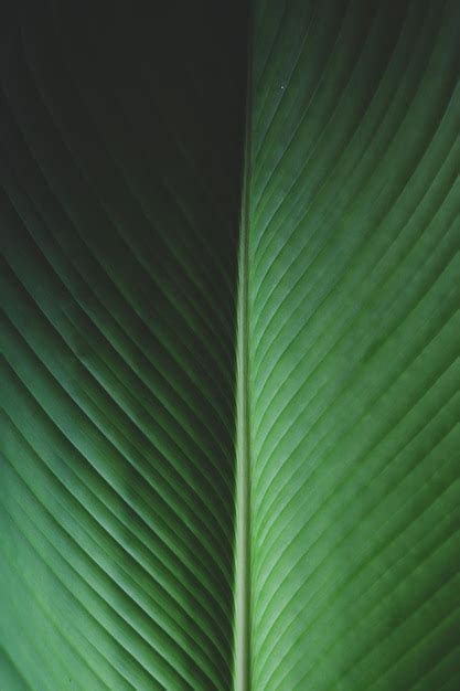 Premium Photo Exotic Green Banana Leaf A Tropical Plant Foliage With