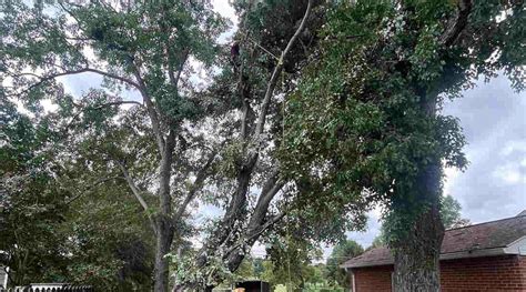 Tree Cabling Best Practices Reinforce And Protect Your Trees