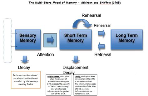 The Multi Store Model Of Memory Psychology Hub