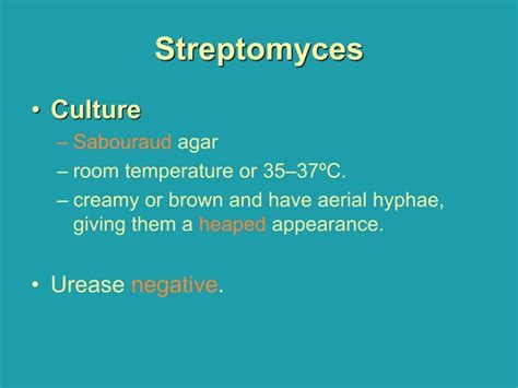 Gram Positive Bacilli Morphology And Classification Ppt