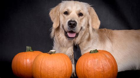 What Vegetables Can Dogs Eat Forbes Advisor Australia