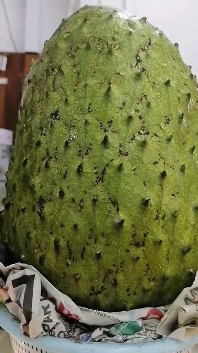 Guyabano Shortvideo Youtube