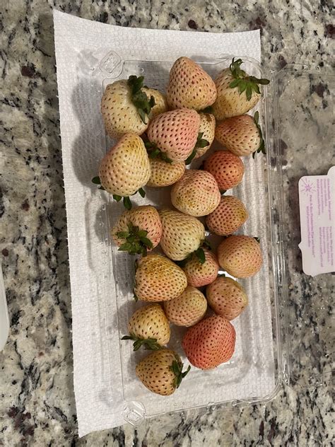 Ive Never Seen Pine Berries Before Rmildlyinteresting